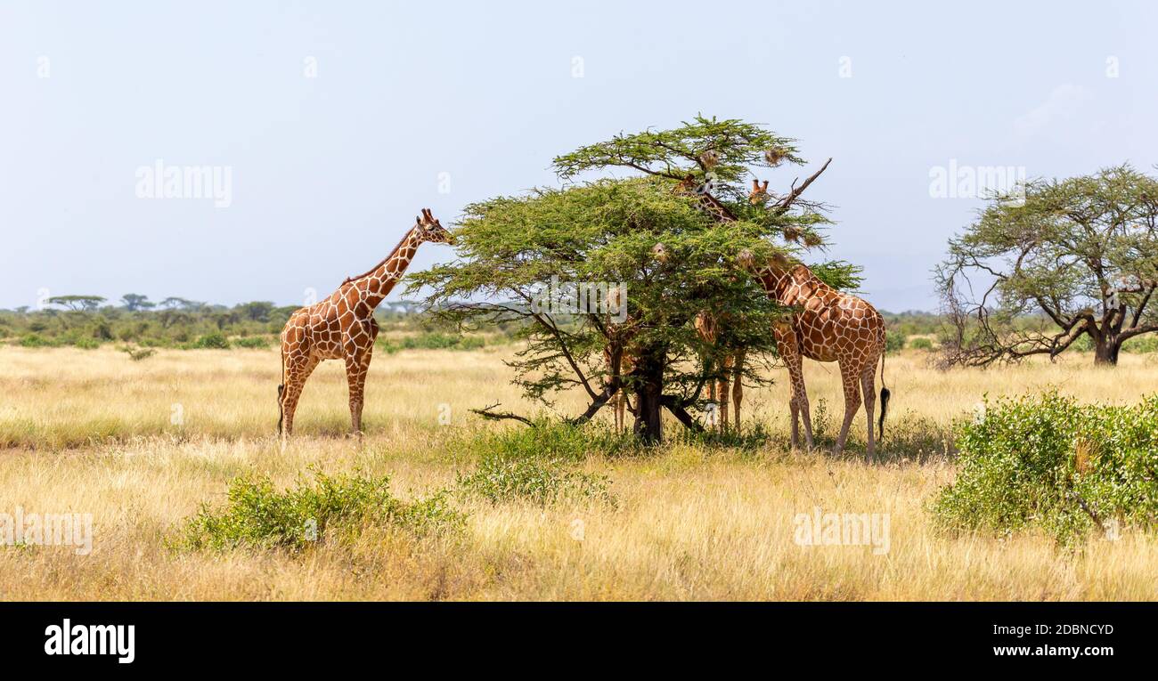 The Somalia giraffes eat the leaves of acacia trees Stock Photo - Alamy