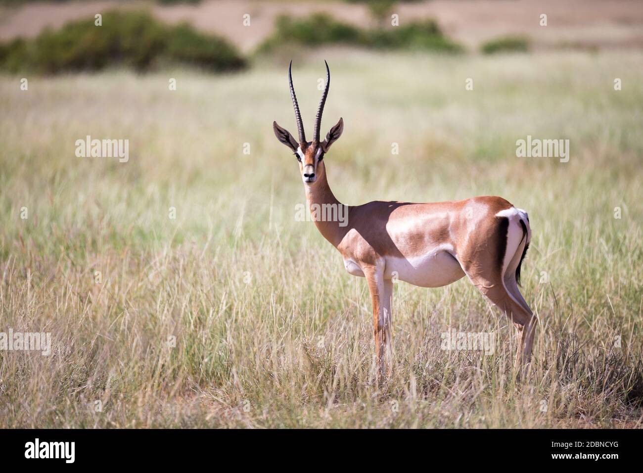 The antelopes in the grass landscape of Kenya Stock Photo - Alamy