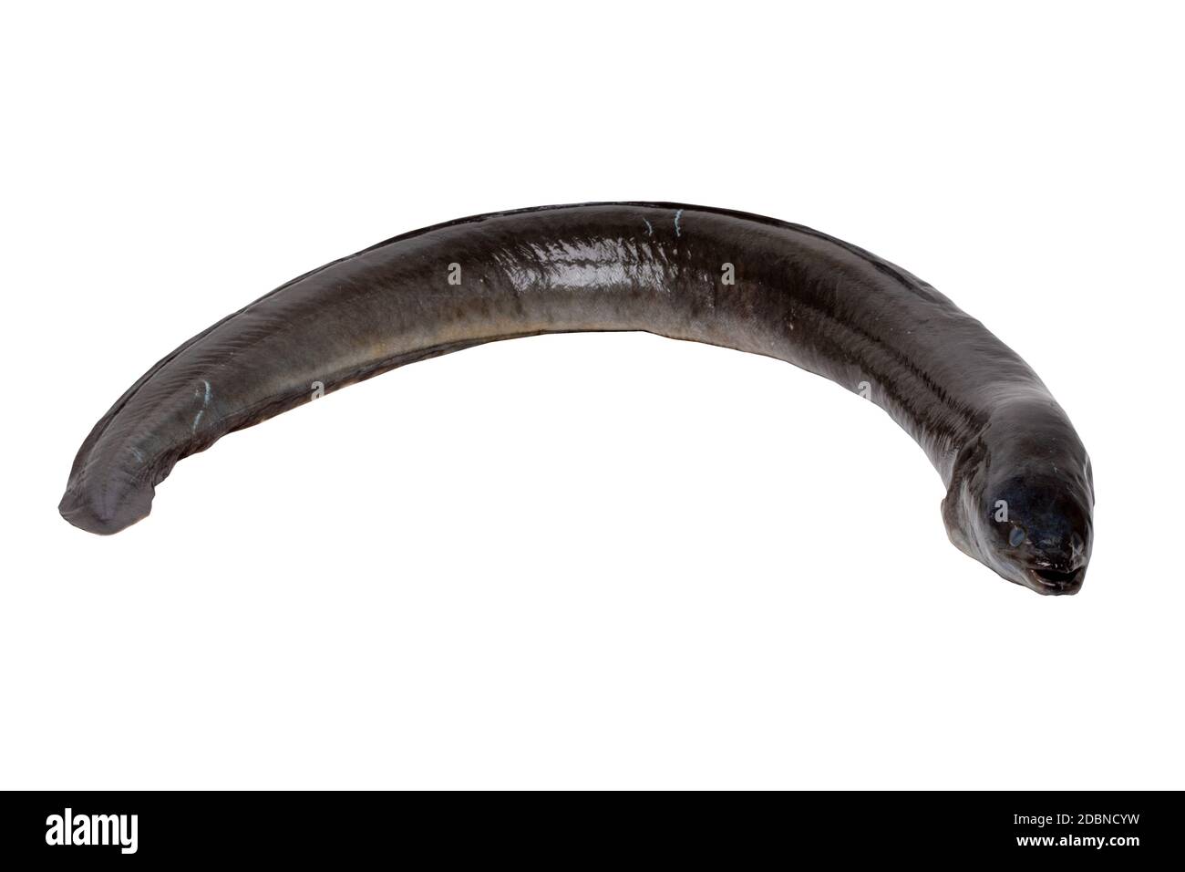 European eel closeup Cut Out Stock Images & Pictures - Alamy