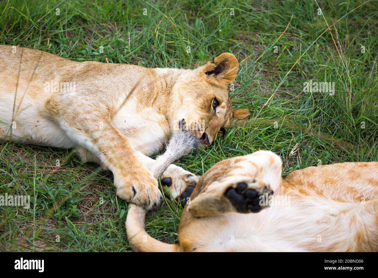 Some young lions cuddle and play with each other Stock Photo - Alamy