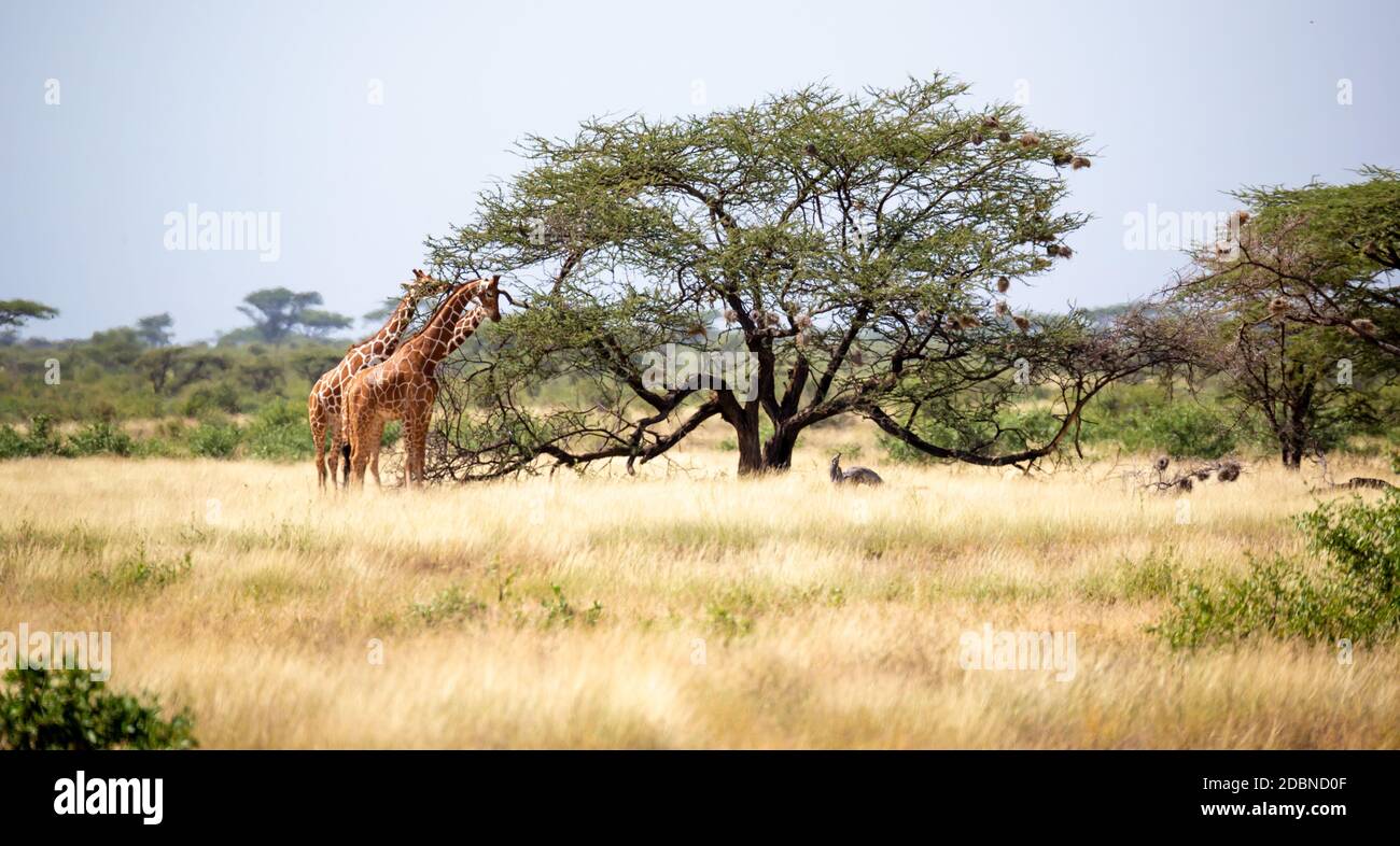 A Somalia giraffes eat the leaves of acacia trees Stock Photo - Alamy