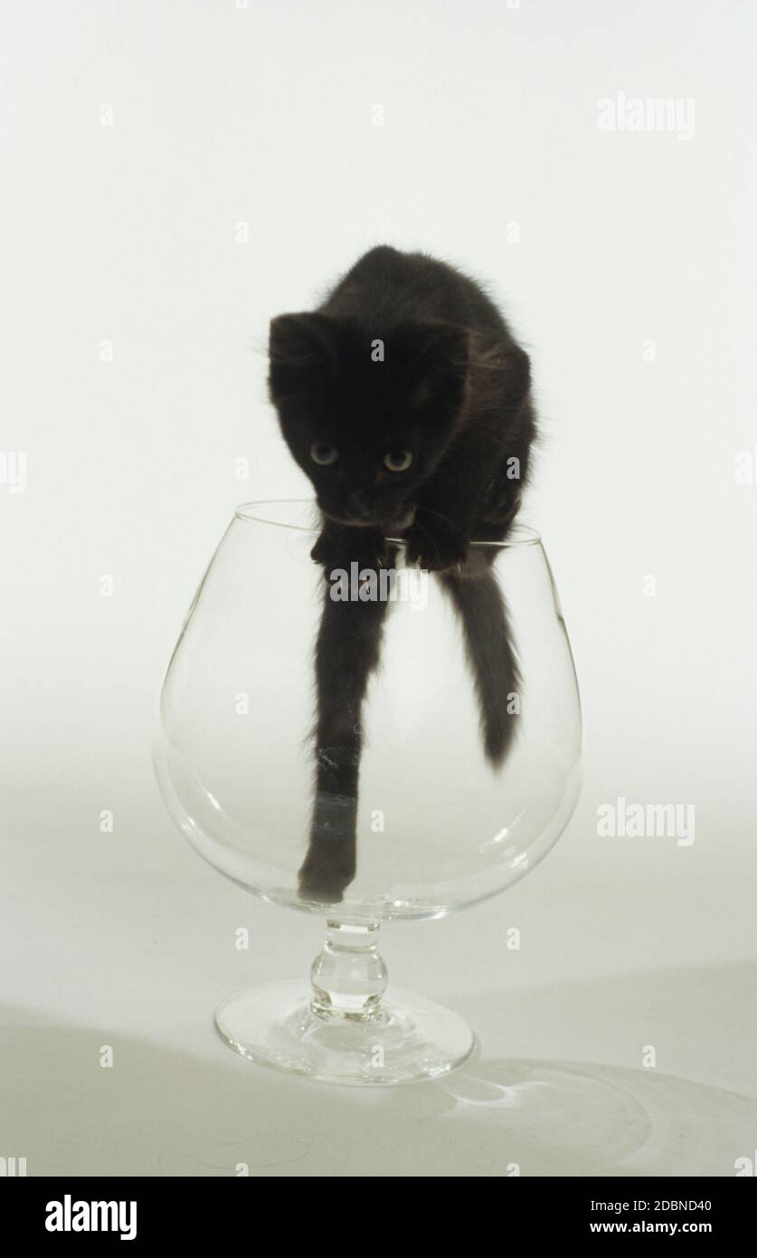 Cat in a glass Stock Photo - Alamy