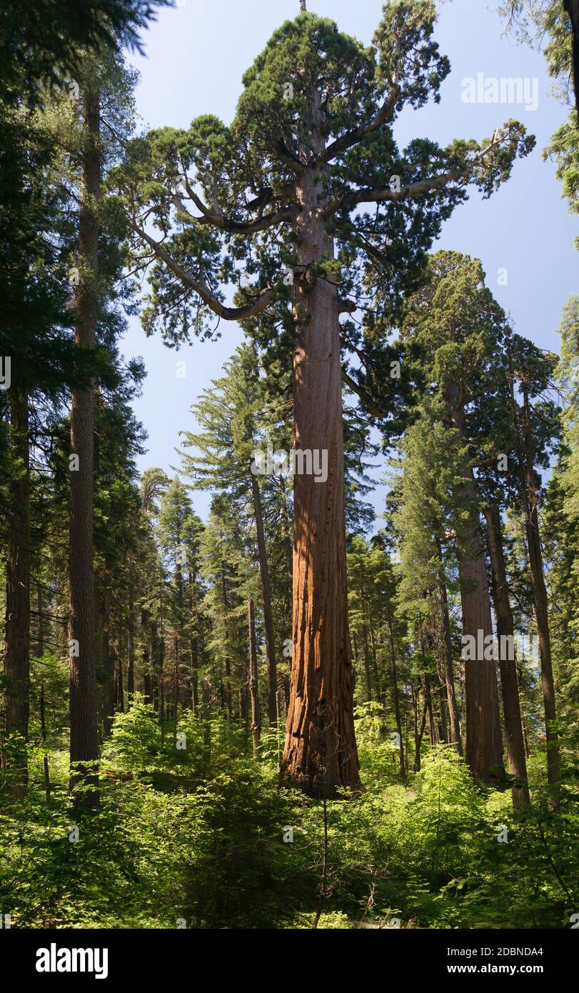 Giant sequoia tree in California, towering above normal trees Stock ...