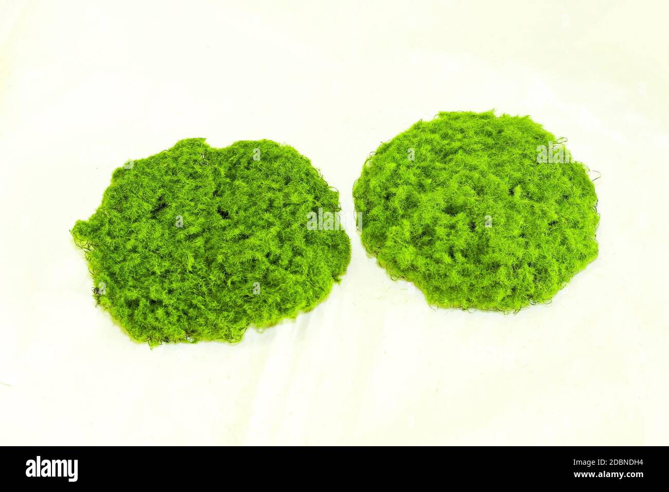 Close up shot of green moss bush Stock Photo - Alamy