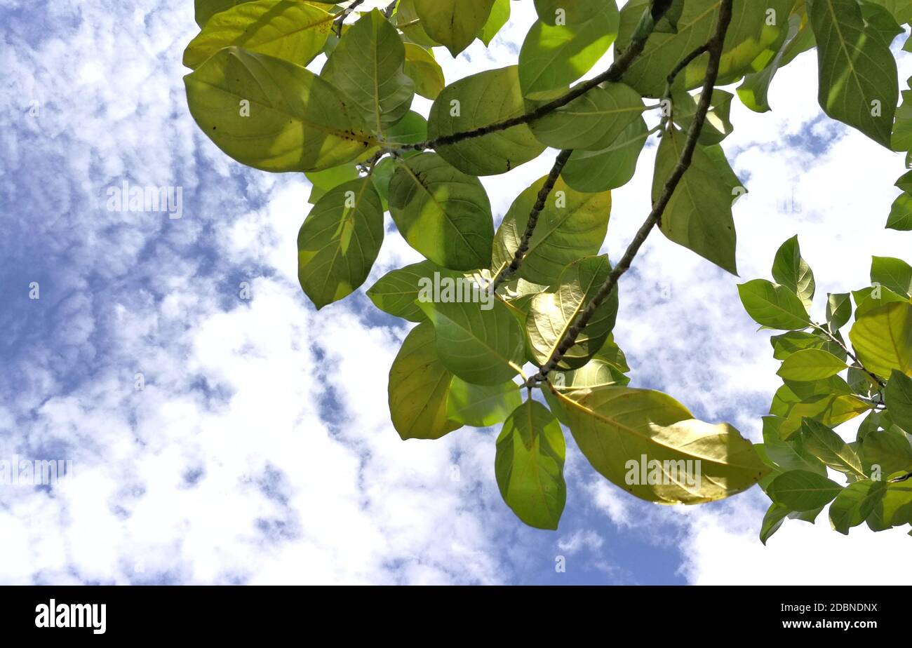 blue sky and leaves Stock Photo - Alamy