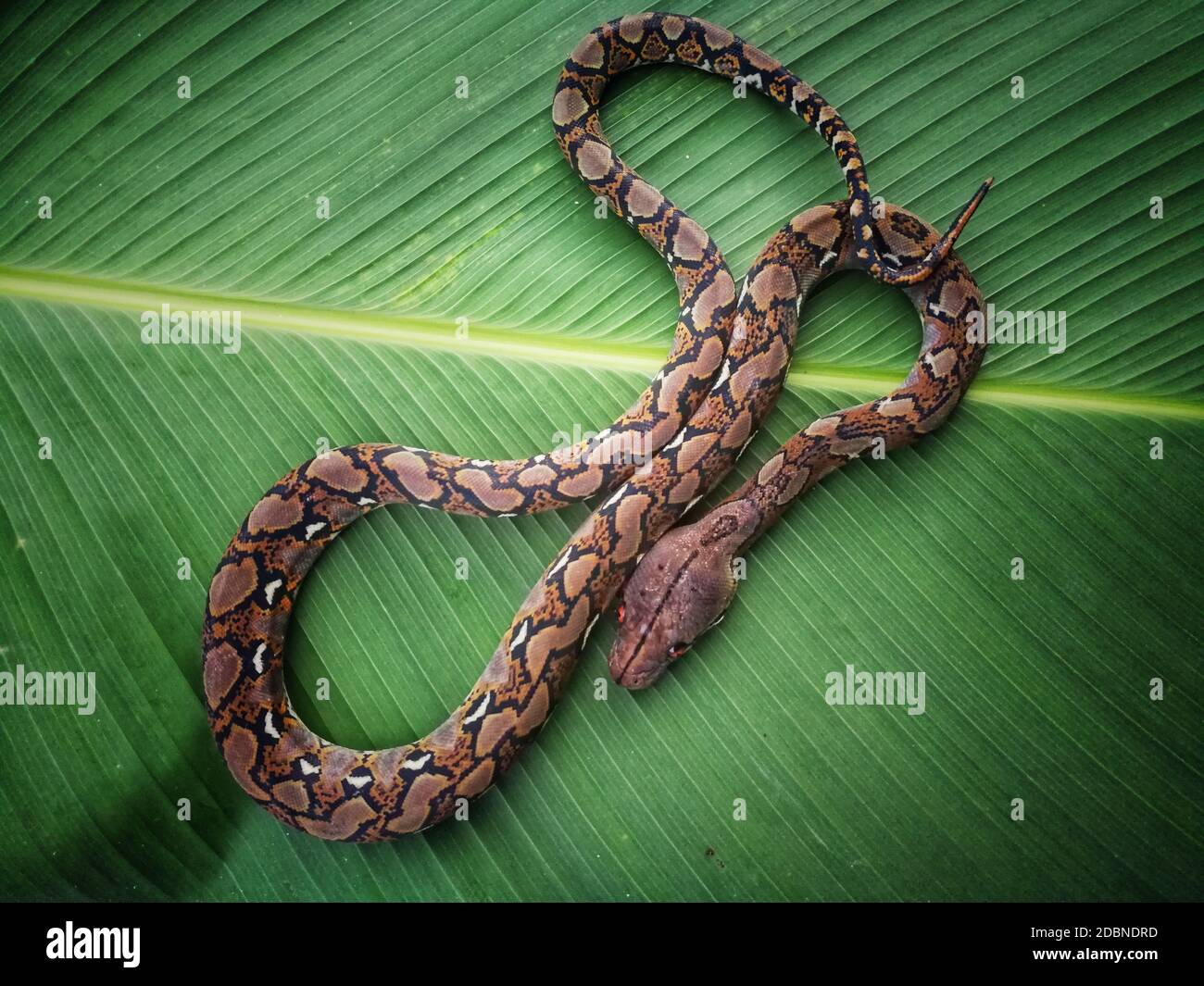 Colorful exotic snake hi-res stock photography and images - Alamy