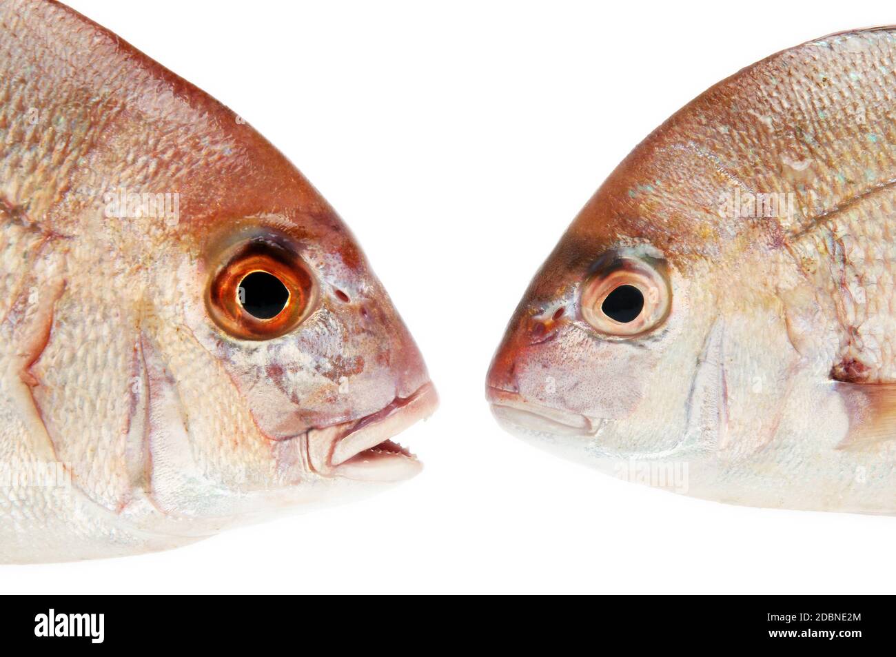 two fishes talking with each other Stock Photo - Alamy