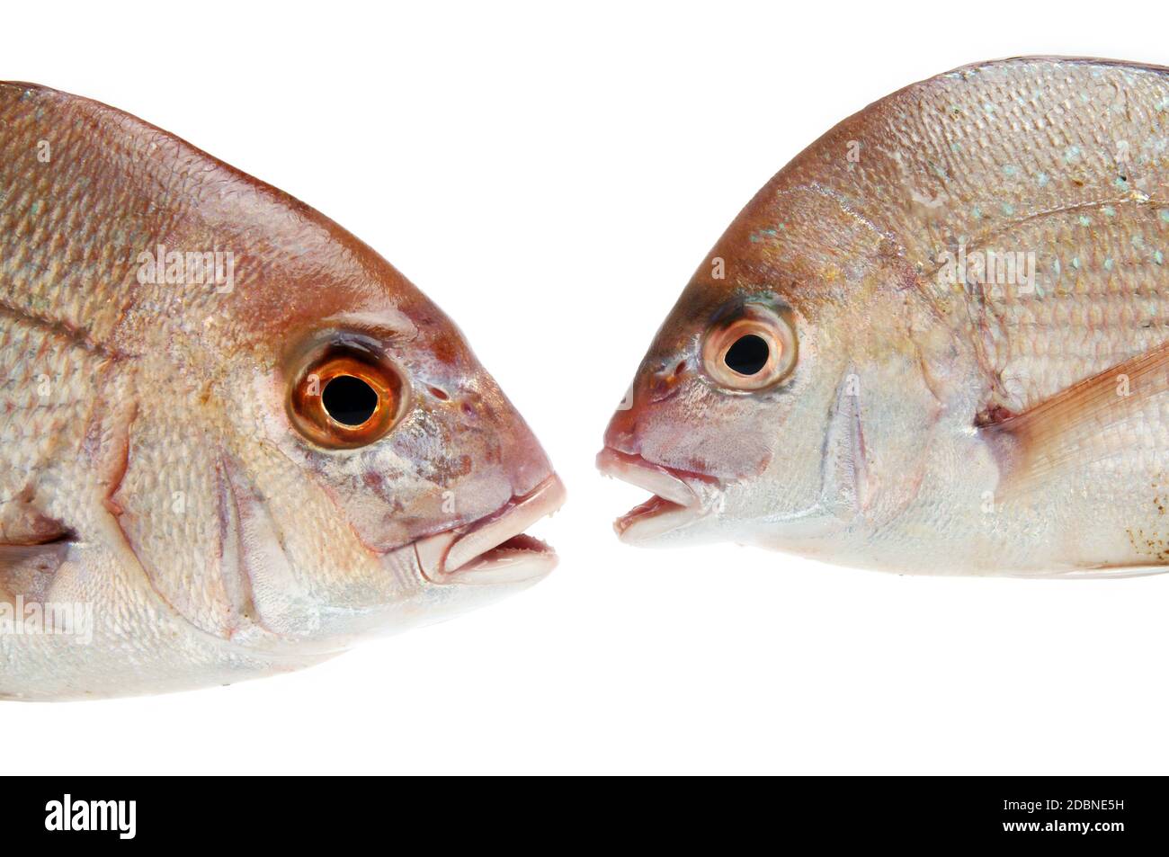 two fishes talking with each other Stock Photo - Alamy