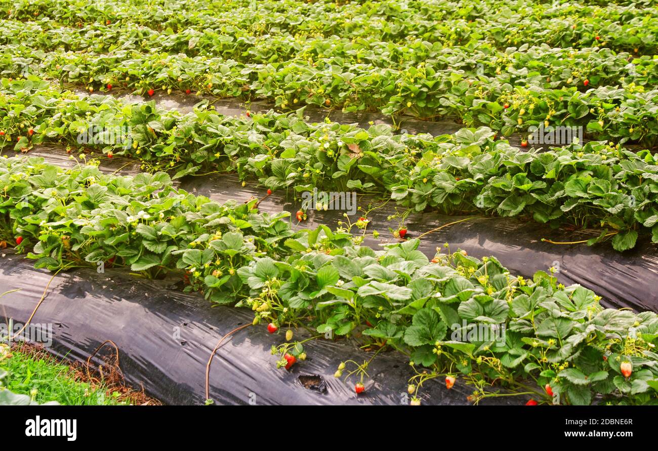 growing strawberries in the farm Stock Photo - Alamy