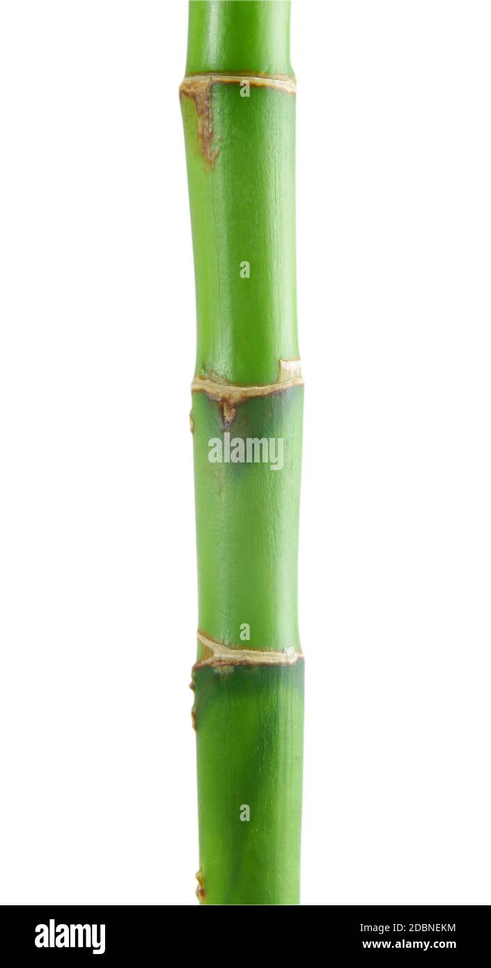 bamboo tree on the white background Stock Photo - Alamy