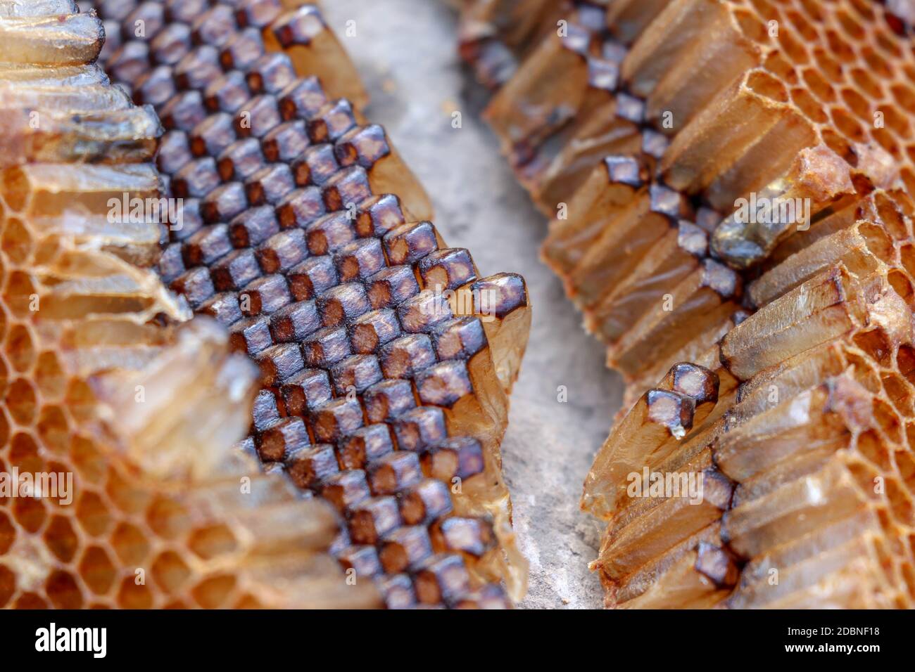 Macro photo of closed cell on honeycomb. Close up of architectural ...