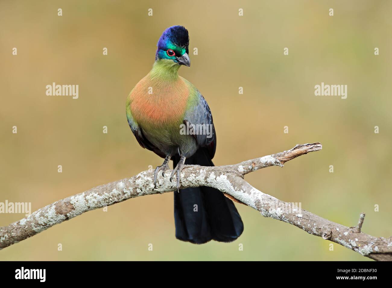 Colorful purple-crested turaco (Tauraco porphyreolophus), South Africa ...
