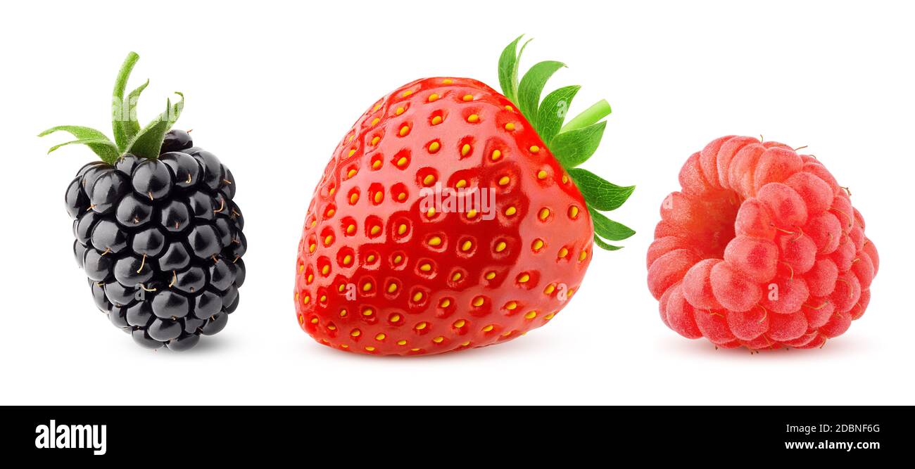 Berry forest hi-res stock photography and images - Alamy