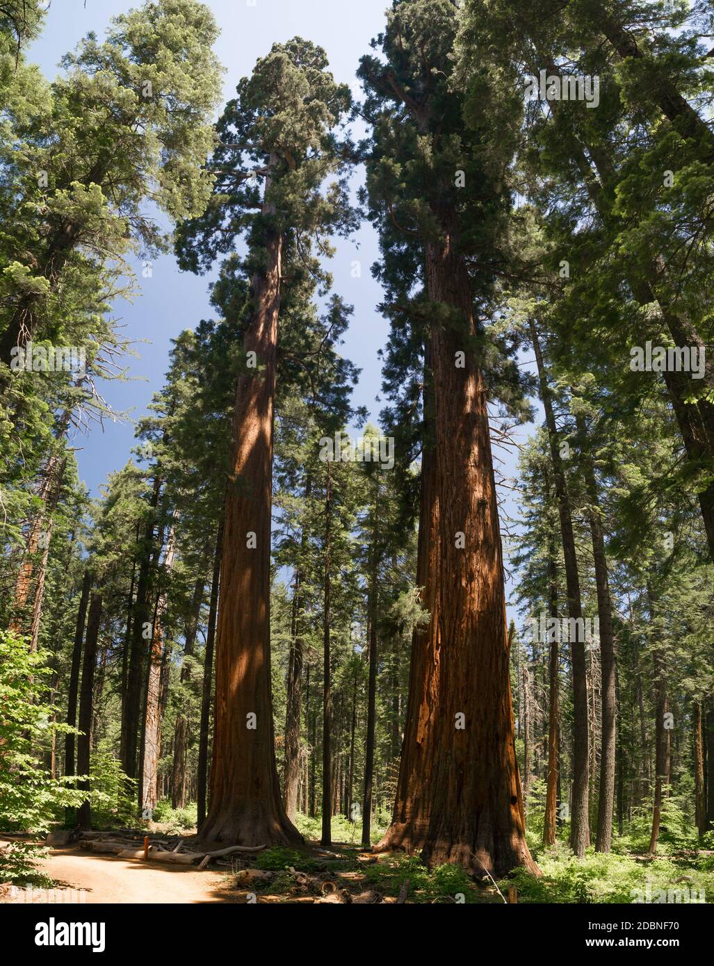 Sequoia national park california spring hi-res stock photography and ...
