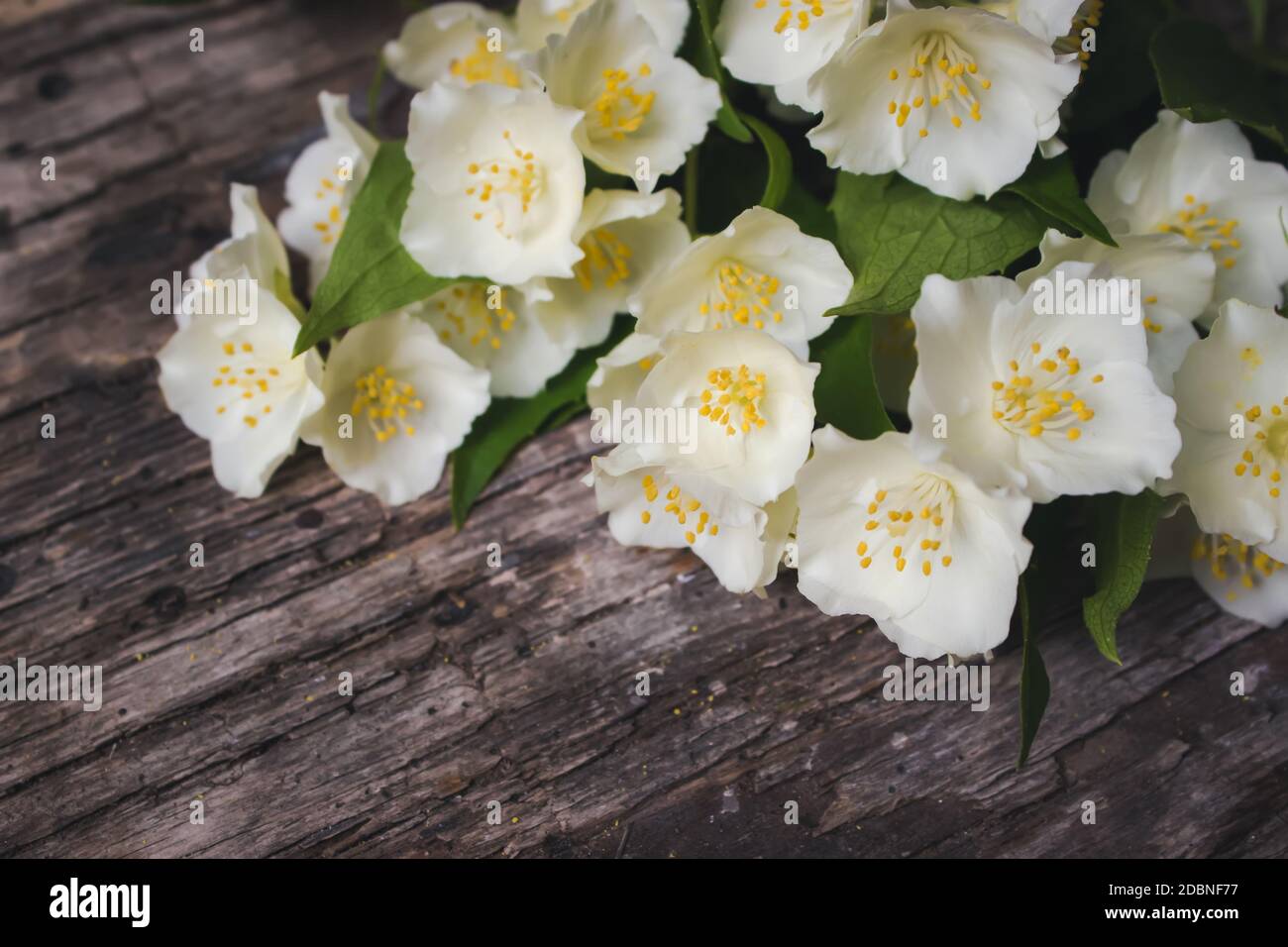 Vintage color tone - concept flower of spring or summer background ...