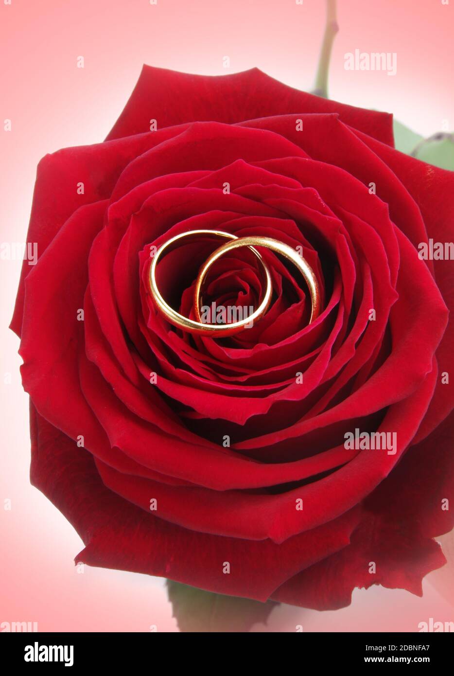 wedding rings with rose Stock Photo - Alamy