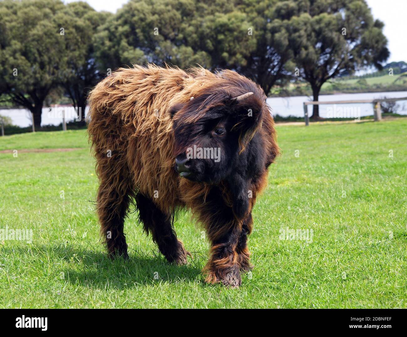 australian cow portrait in nature Stock Photo - Alamy