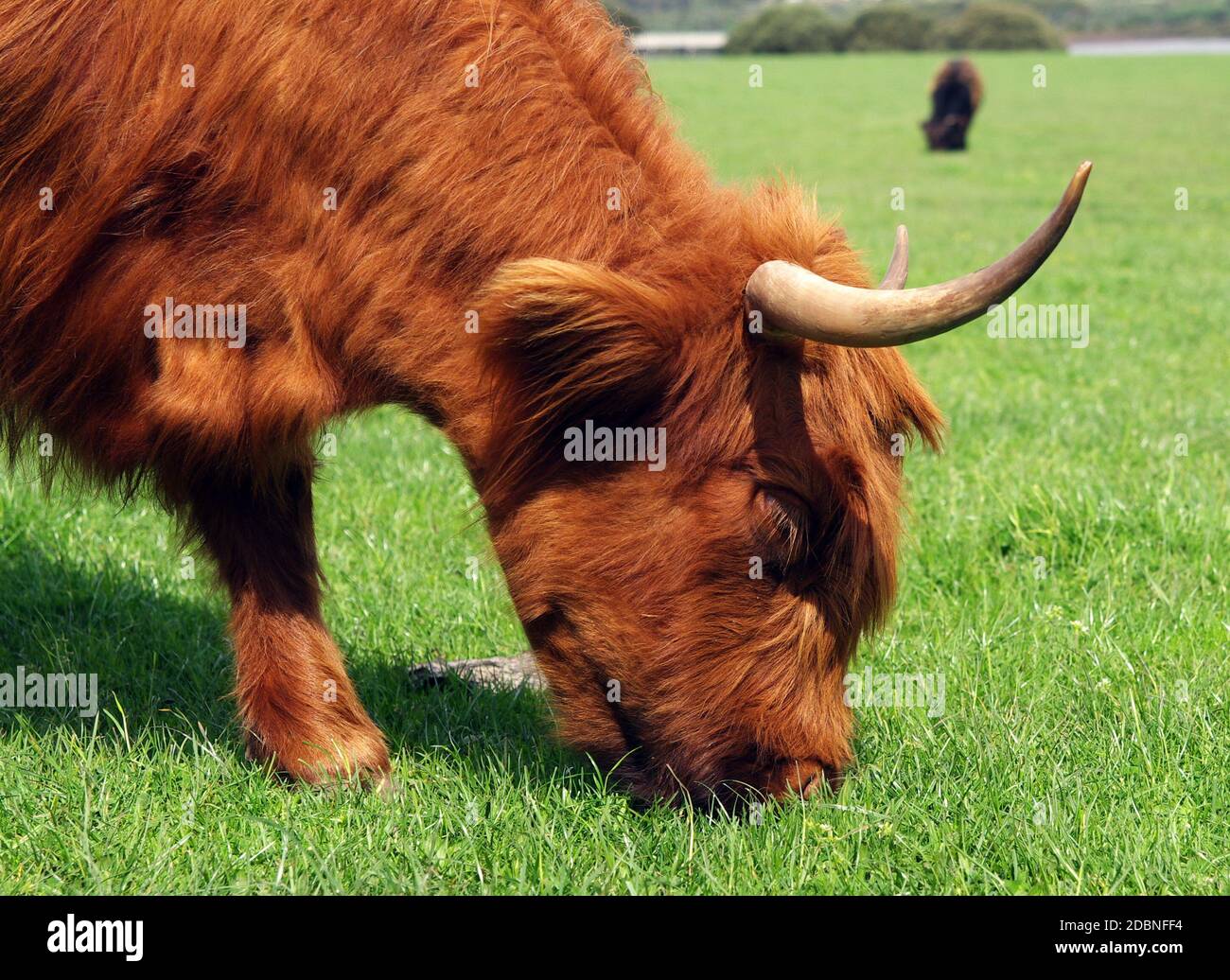 Australian beef cattle young hi-res stock photography and images - Alamy