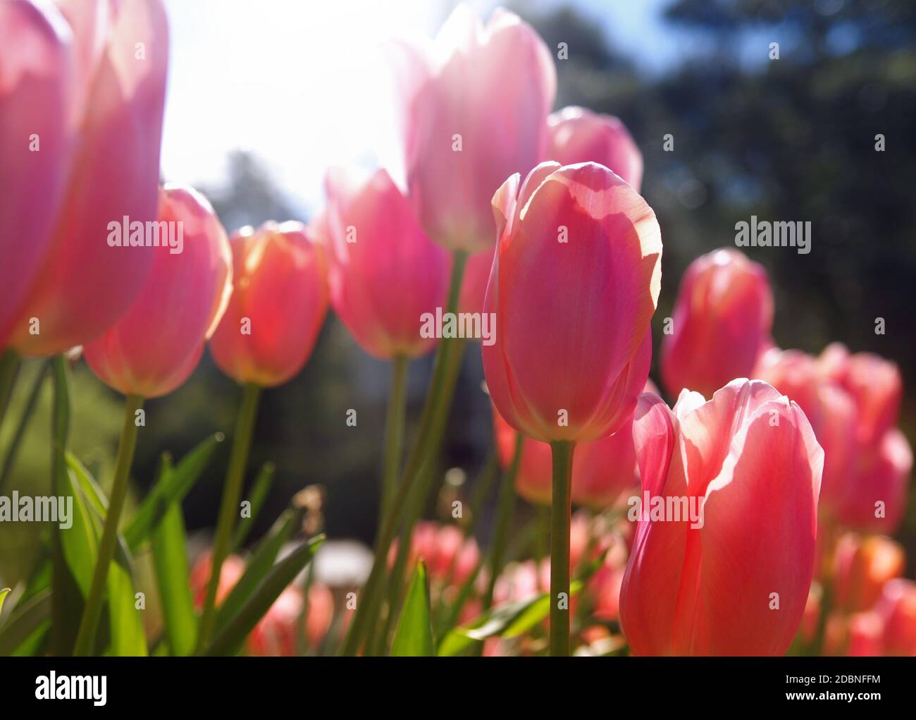 pink tulips closeup in sunshine Stock Photo - Alamy
