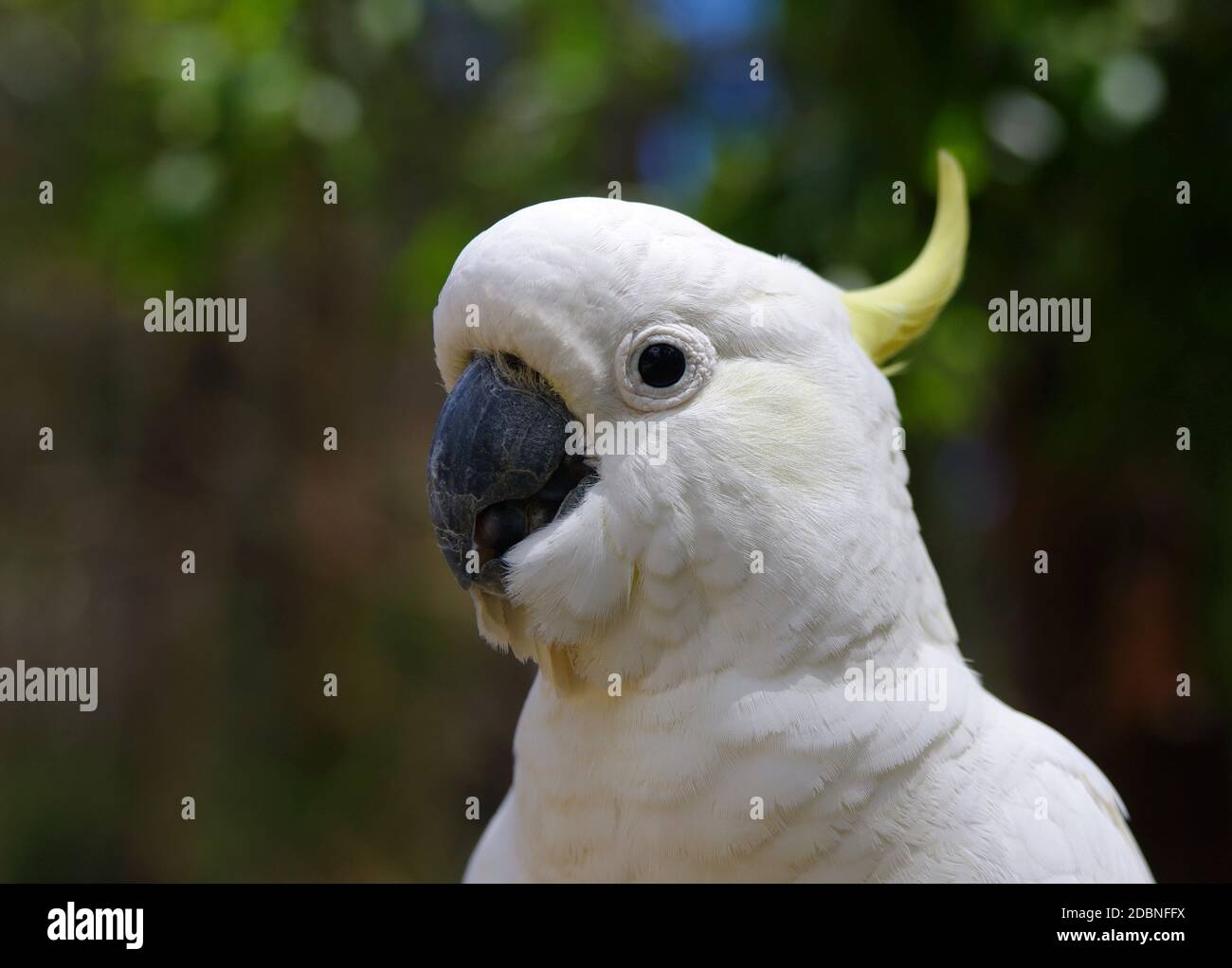 australian cockatoo closeup portrait outdoors Stock Photo - Alamy