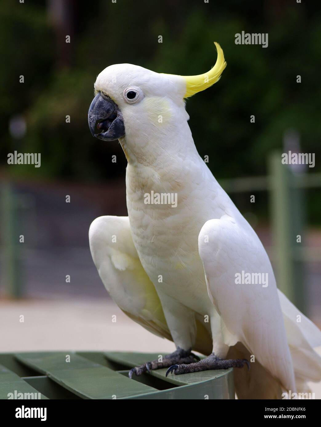 australian cockatoo closeup portrait outdoors Stock Photo - Alamy