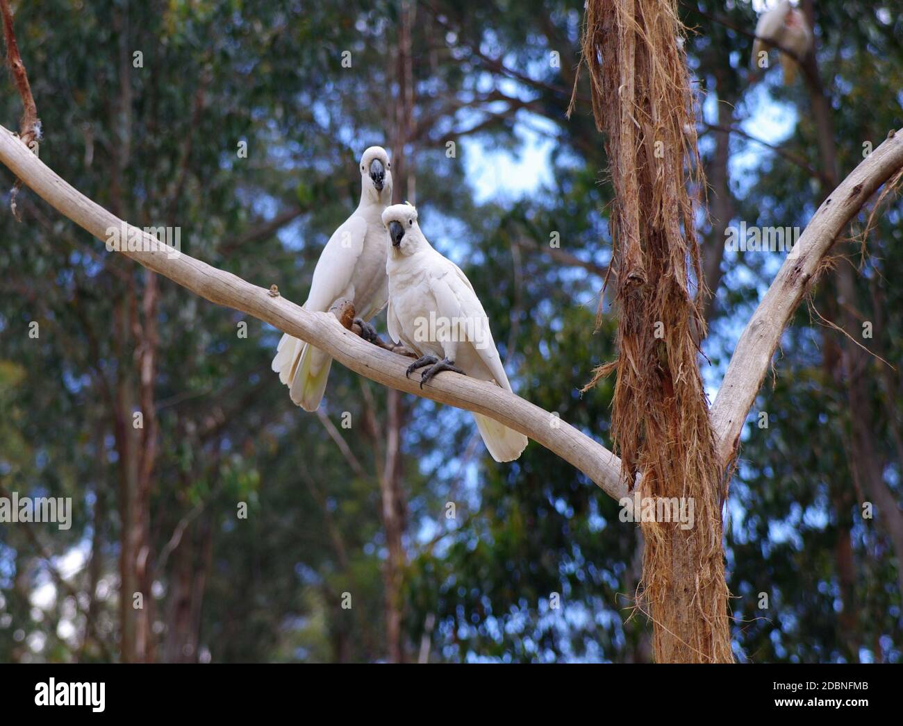 Crown cockatoo hi-res stock photography and images - Alamy