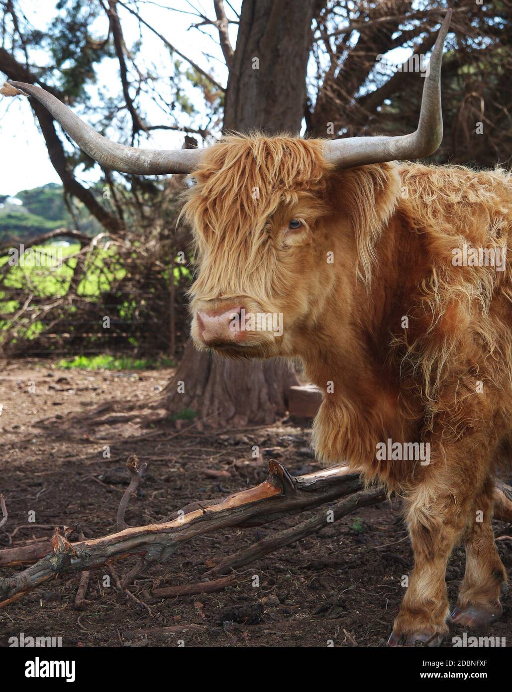 Australian beef cattle young hi-res stock photography and images - Alamy