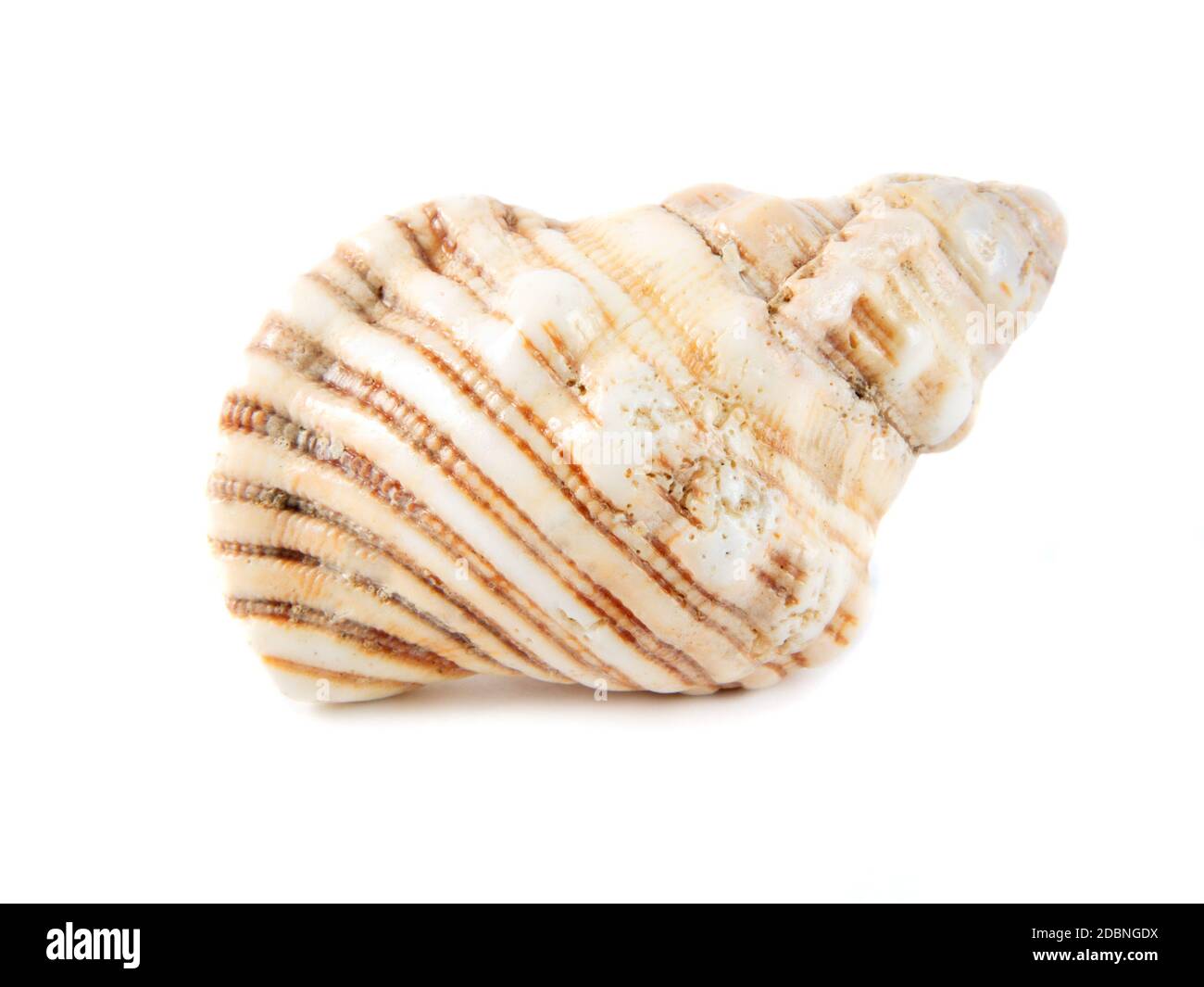 big shell isolated over white Stock Photo - Alamy