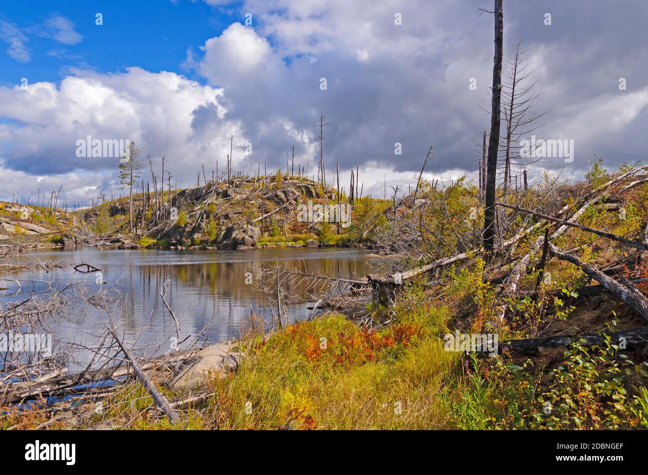 Grass Growing in after a Forest Fire in the Boundary Waters in ...