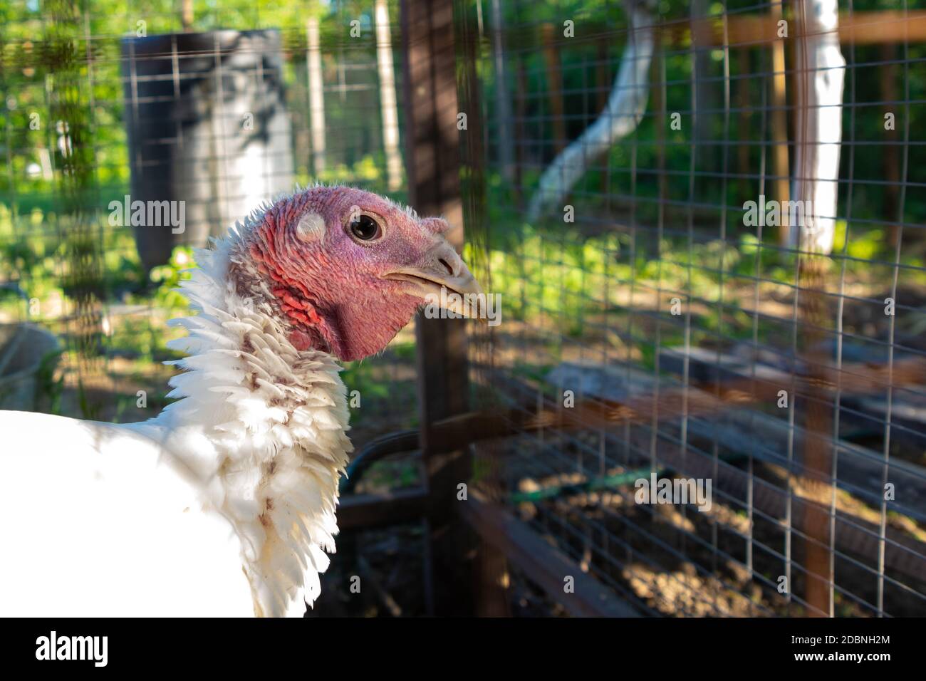 Turkey bird cage hi-res stock photography and images - Alamy
