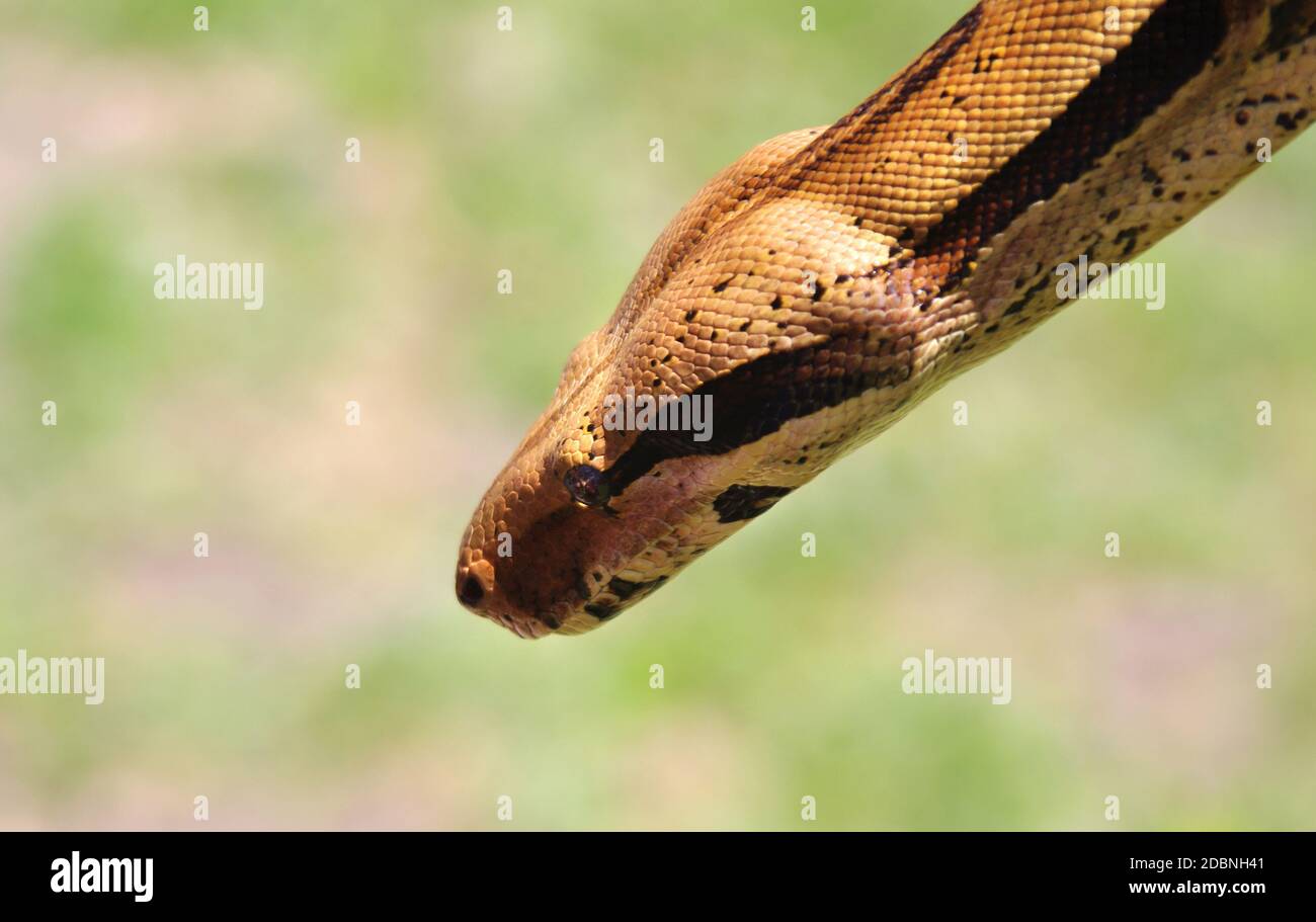 Brown snakes australia hi-res stock photography and images - Alamy