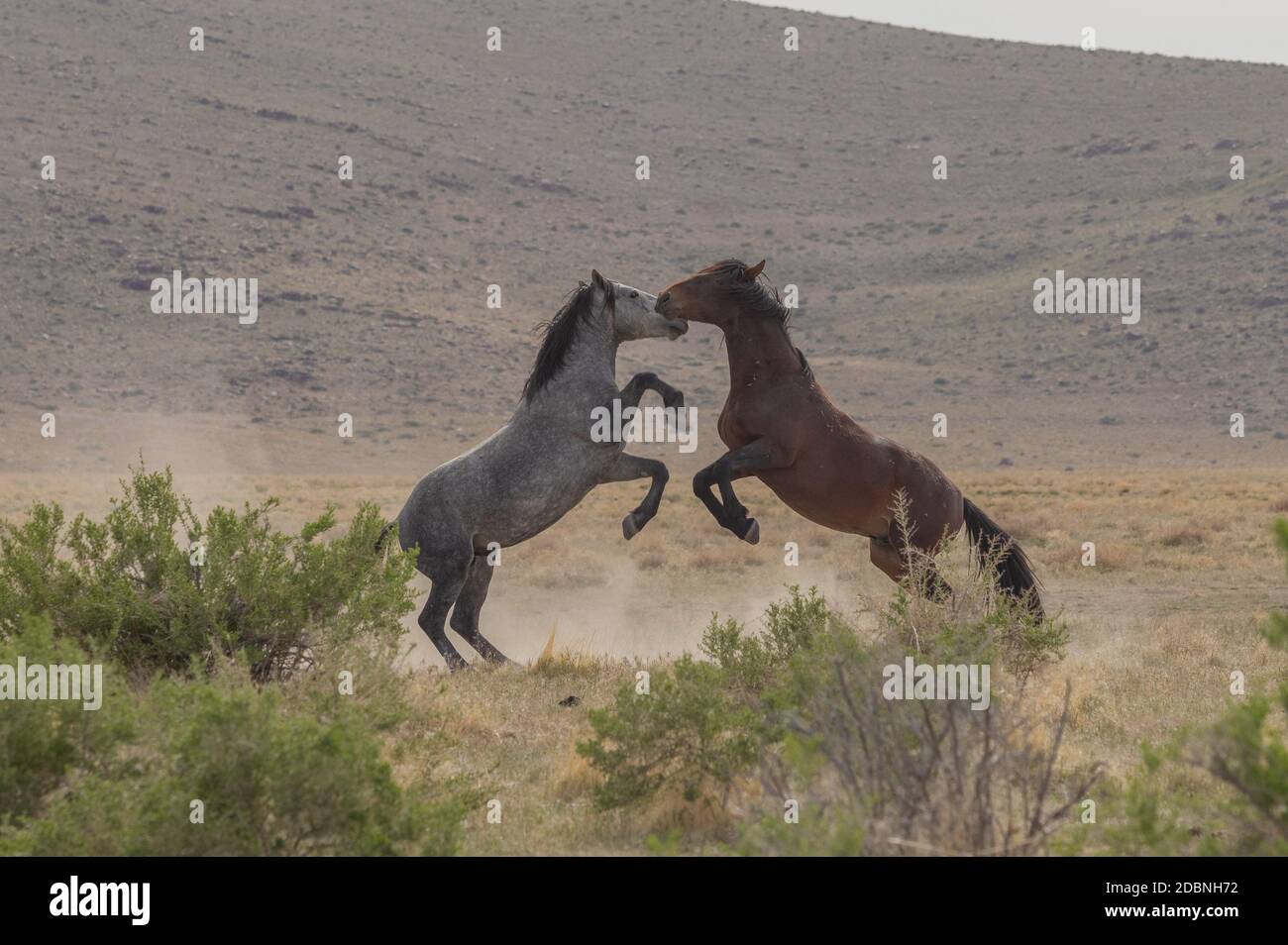 Wild Horse Stallions Fighting in the Utah Desert Stock Photo - Alamy