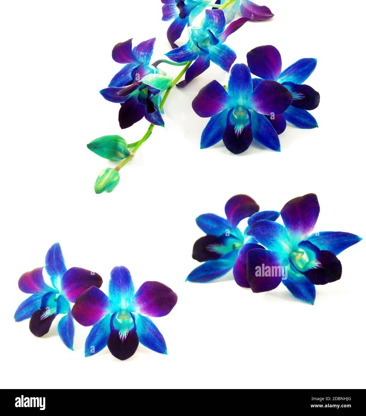 beautiful purple orchid flowers set Stock Photo - Alamy