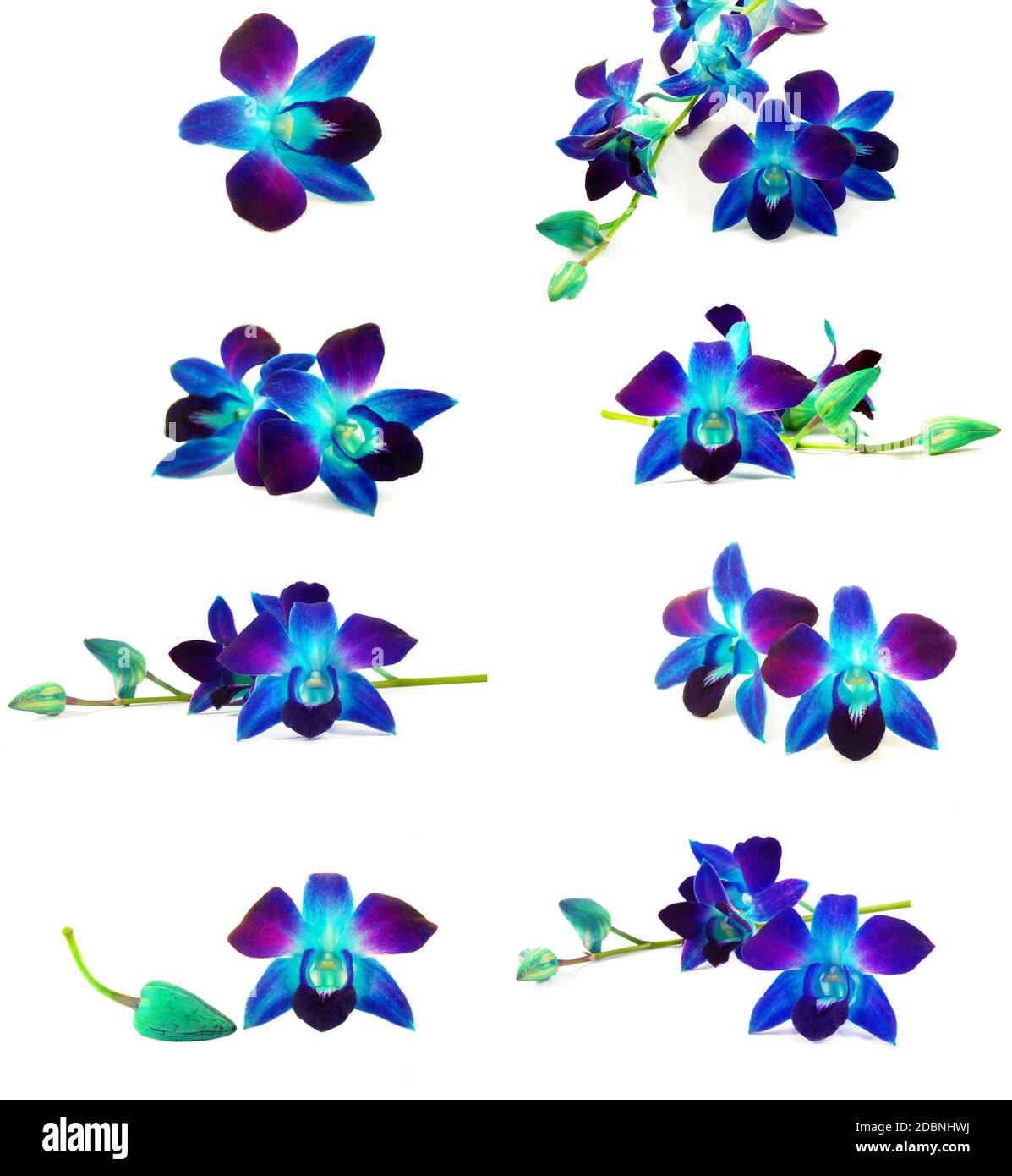 beautiful purple orchid flowers set Stock Photo - Alamy