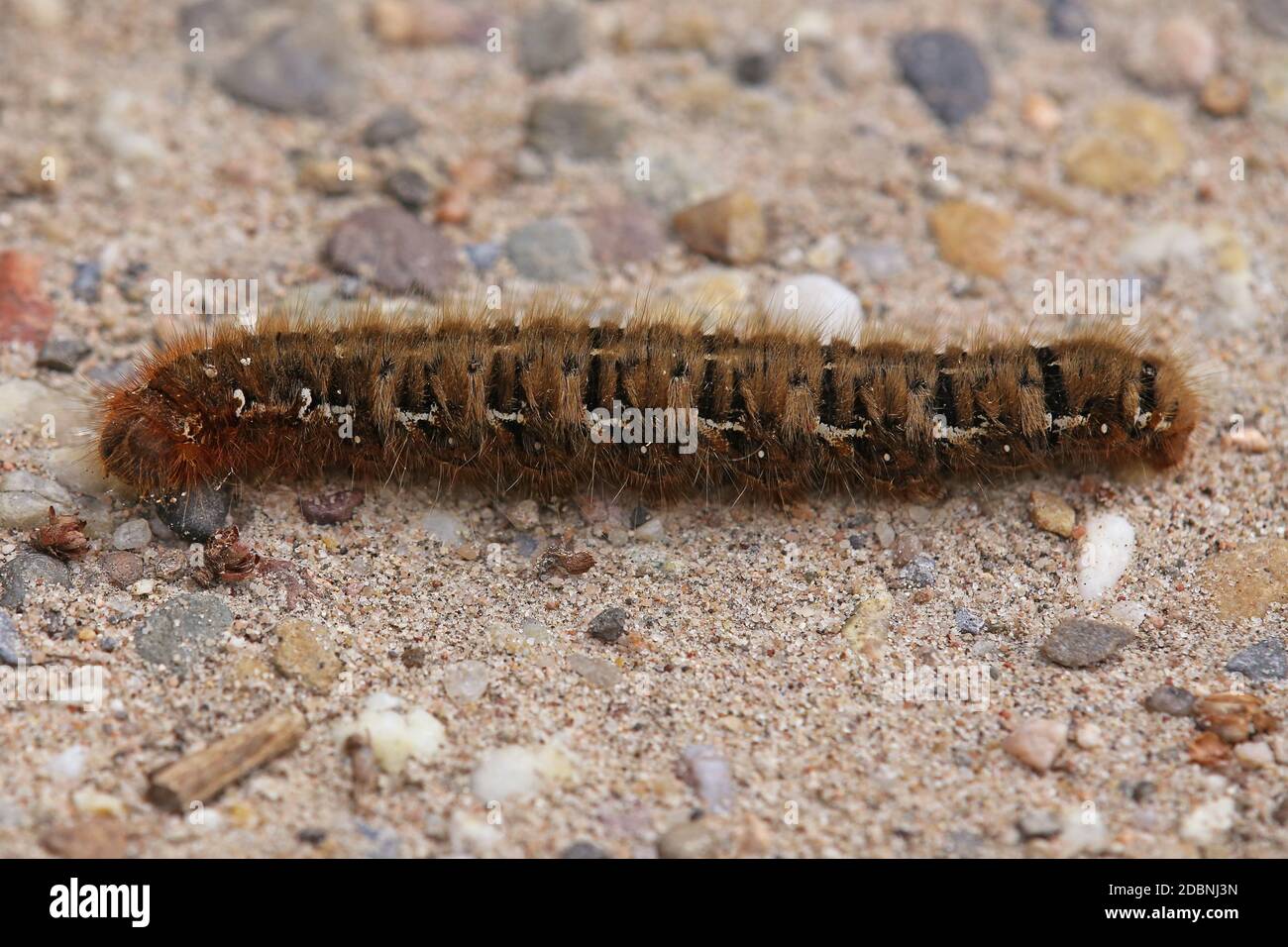 Adult caterpillar oak spinner Lasiocampa quercus Stock Photo - Alamy