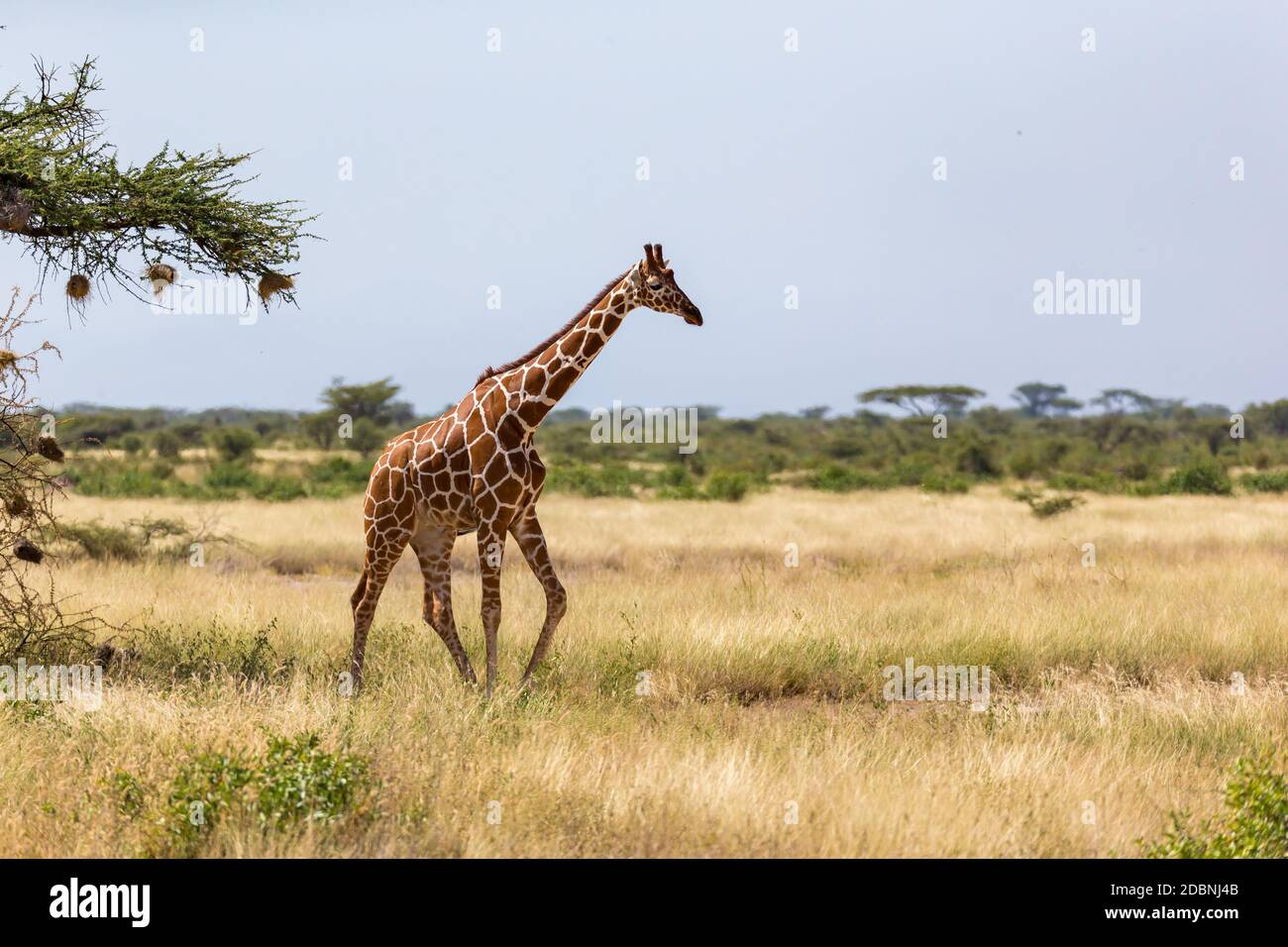One giraffe walk through the savannah between the plants Stock Photo ...