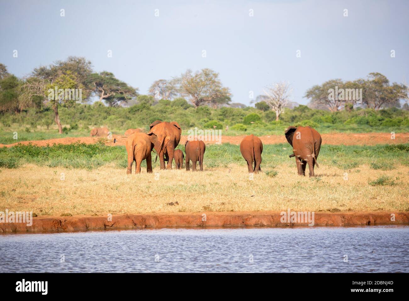 The large family of red elephants on their way through the Kenyan ...