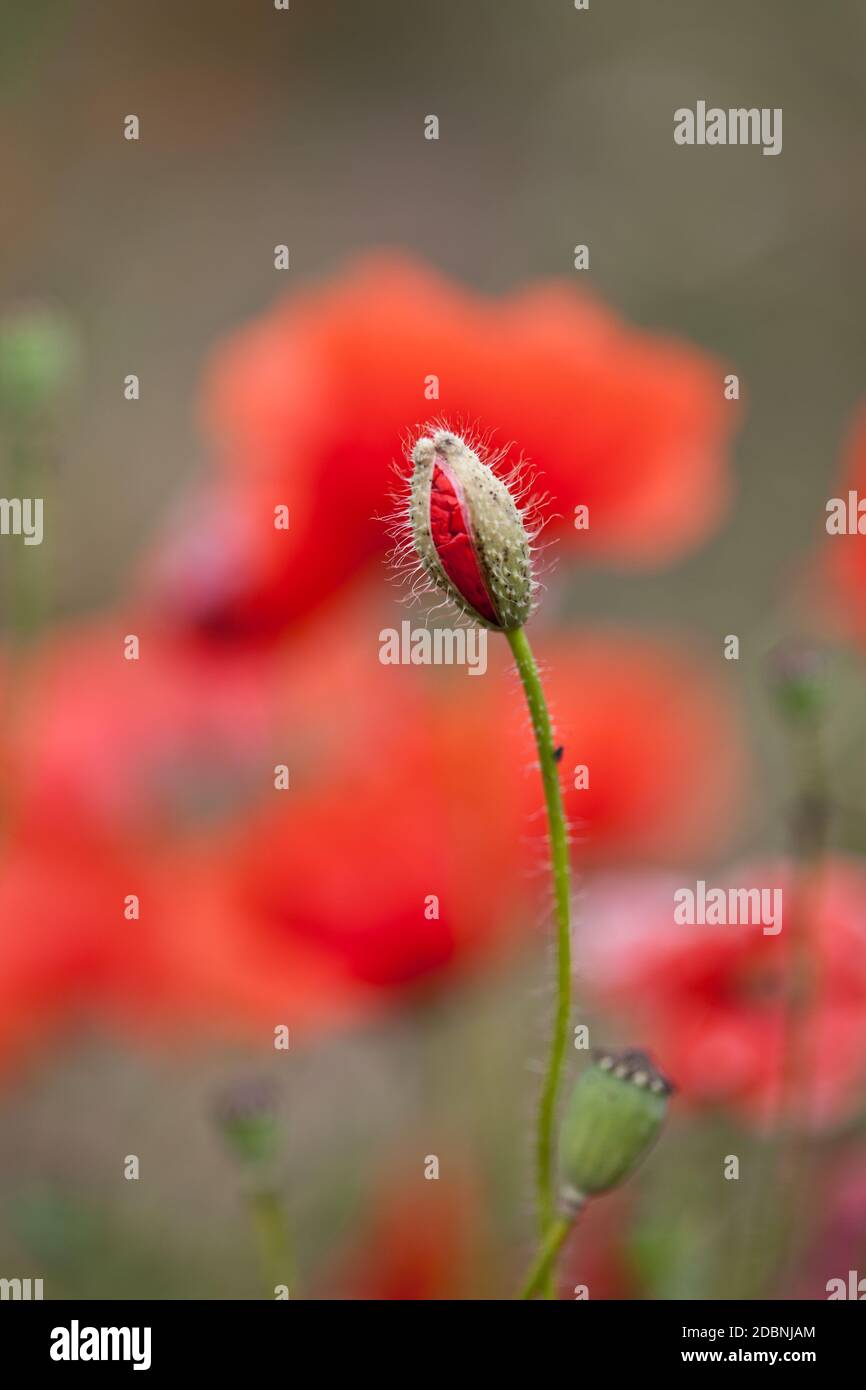 Red poppy closeup hi-res stock photography and images - Alamy