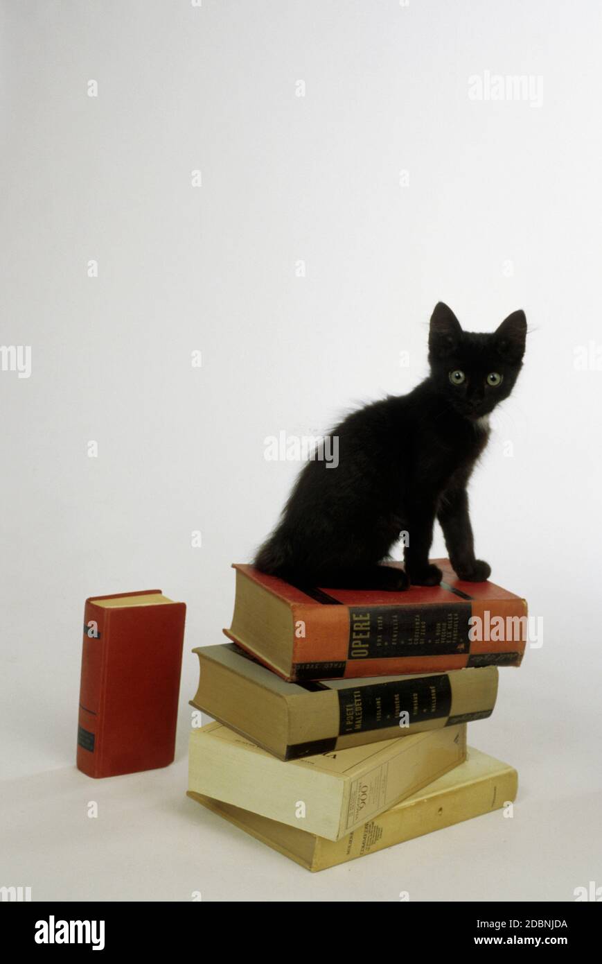 Book pile cat hi-res stock photography and images - Alamy