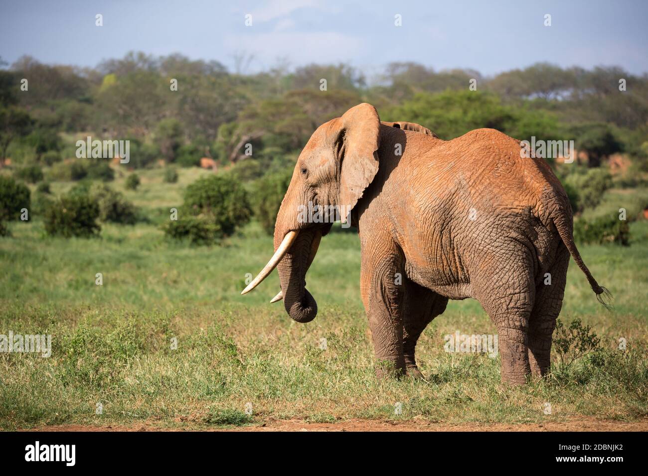 One big red elephant walks through the savannah between many plants ...