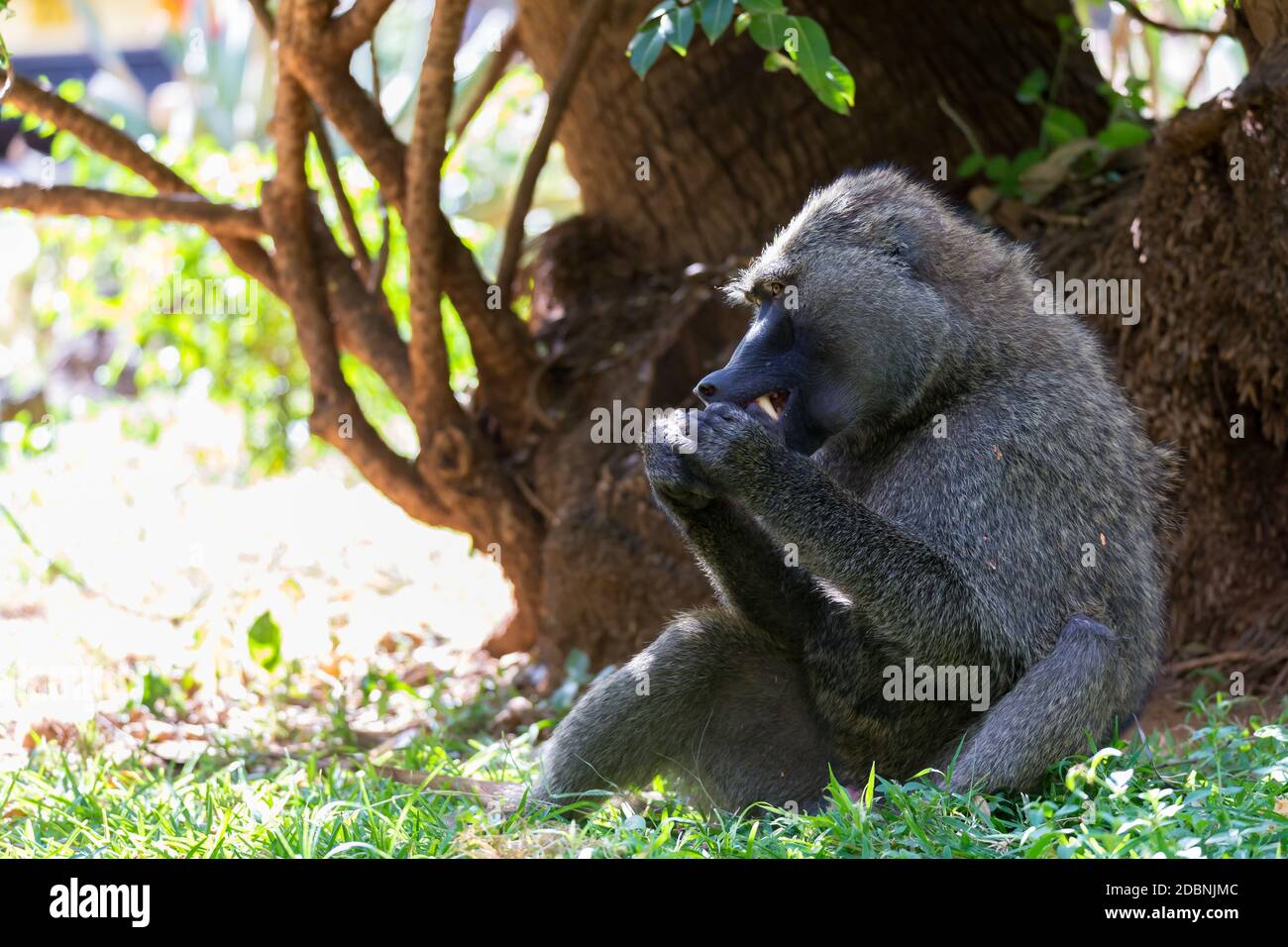 Largest baboon hi-res stock photography and images - Alamy