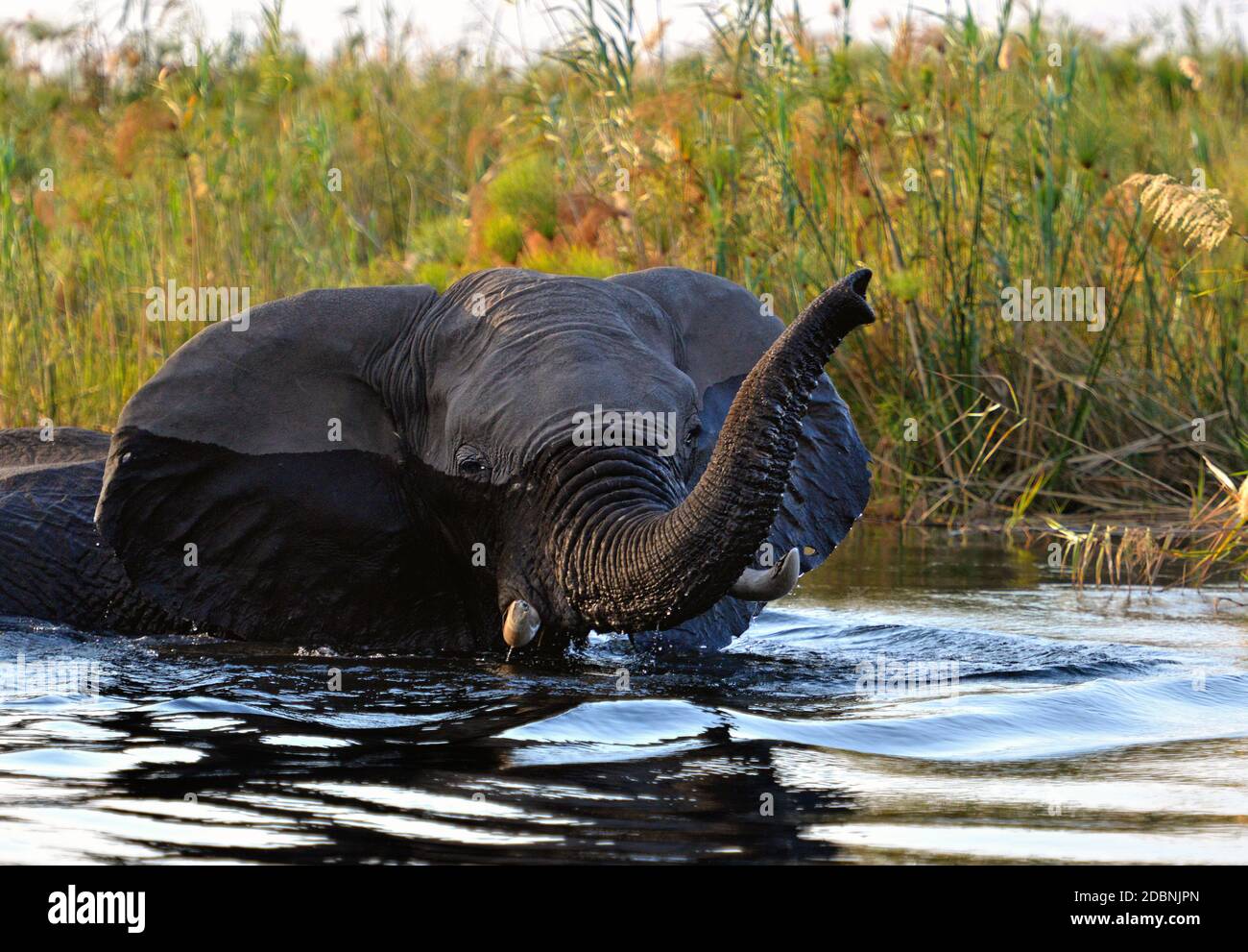 Elephants crossing the Kwando River in Namibia Stock Photo - Alamy