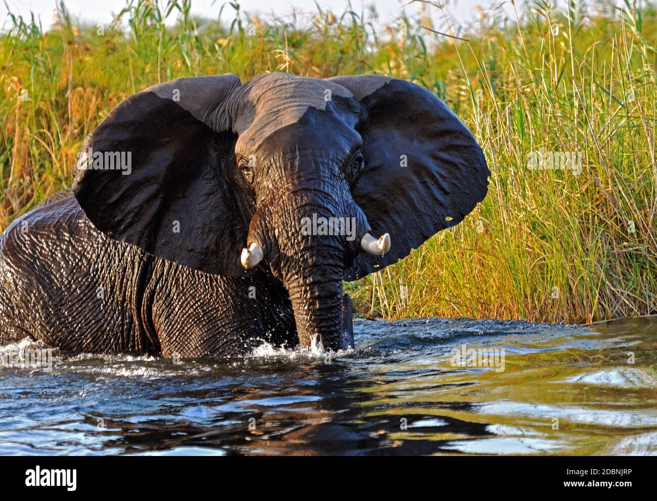 Elephants crossing the Kwando River in Namibia Stock Photo - Alamy