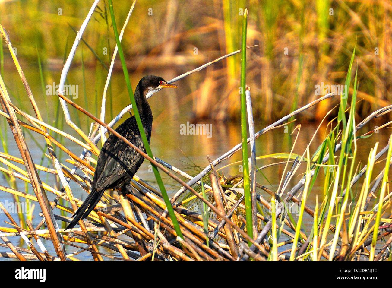 reed cormorant on the banks of the Kwando River in Namibia Stock Photo ...