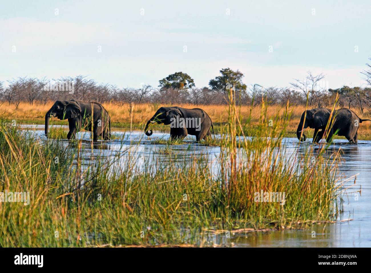 Elephants crossing the Kwando River in Namibia Stock Photo - Alamy