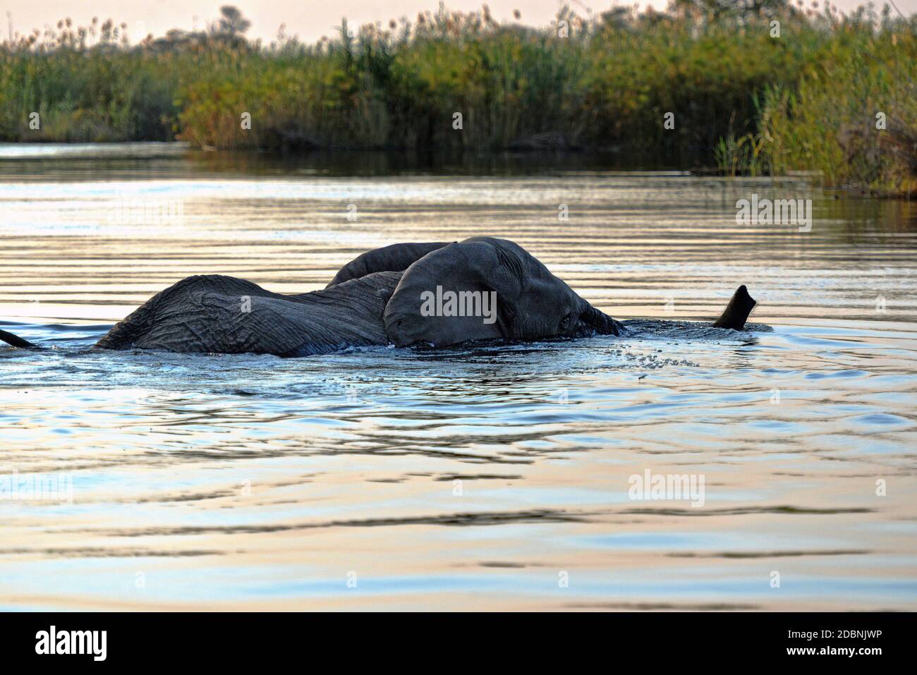 Elephants crossing the Kwando River in Namibia Stock Photo - Alamy