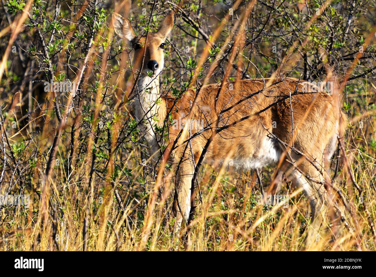 Impala on the riverside of the Kwando River, Namibia Stock Photo - Alamy
