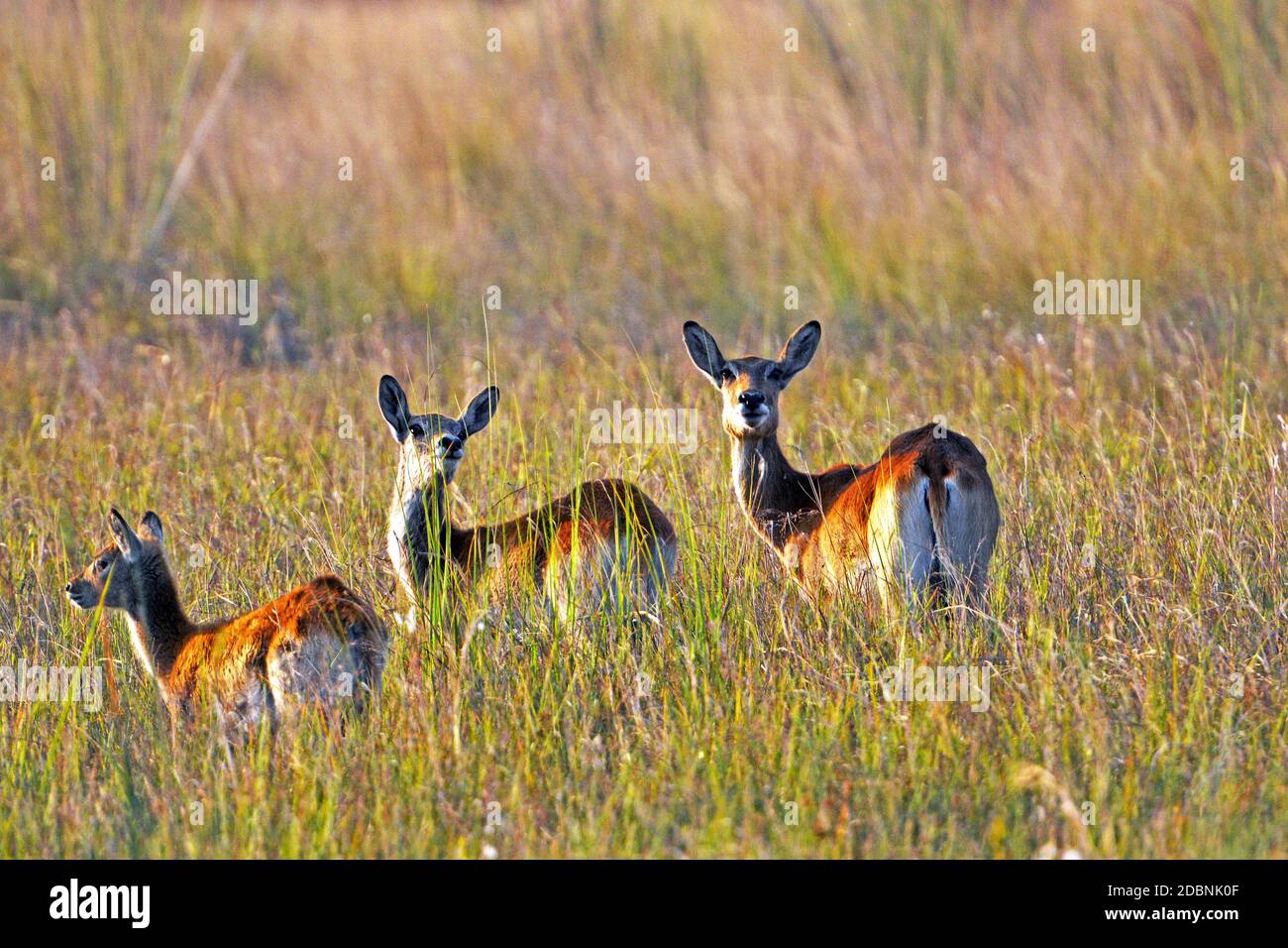 Impala on the riverside of the Kwando River, Namibia Stock Photo - Alamy