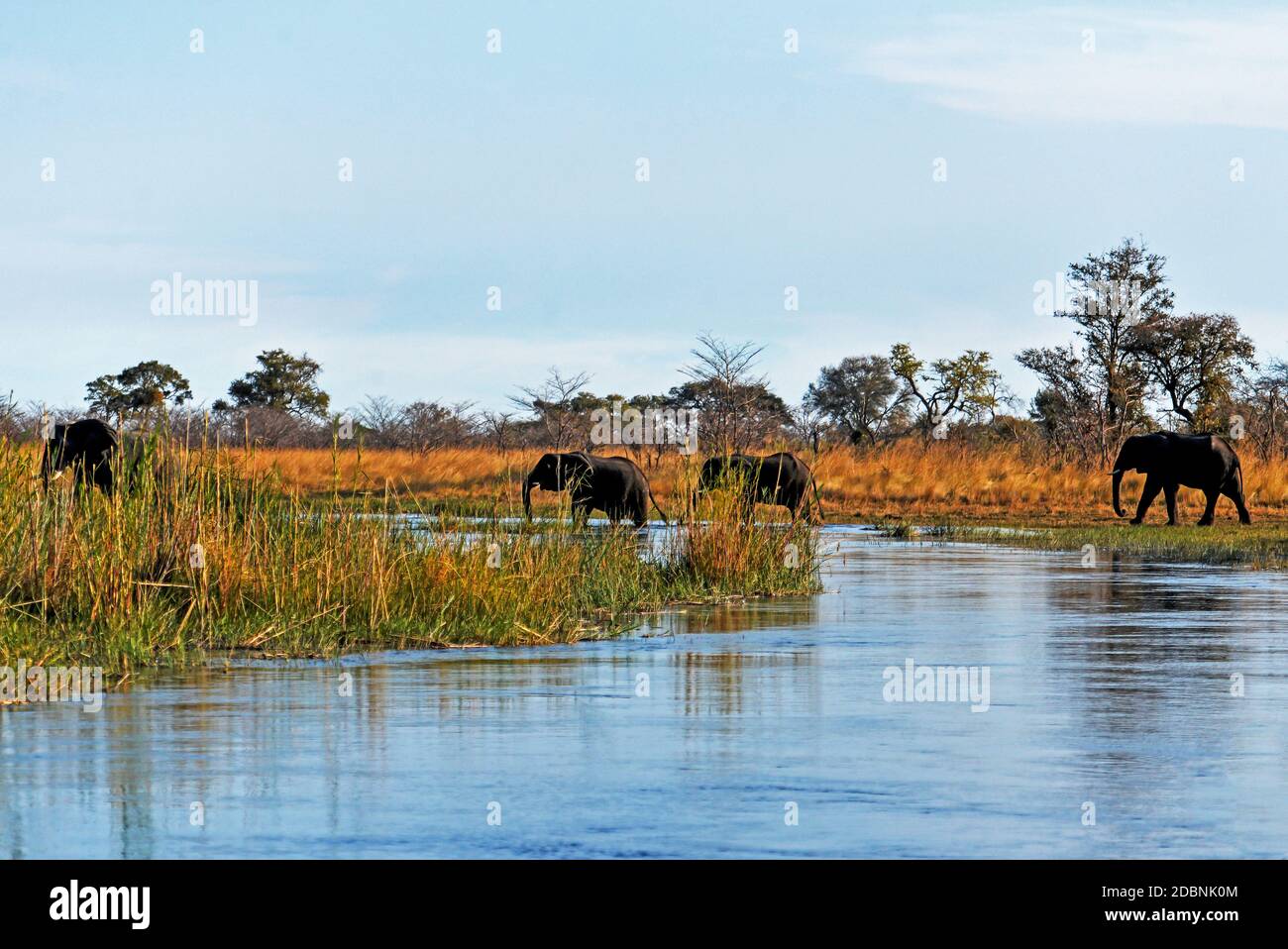 Elephants crossing the Kwando River in Namibia Stock Photo - Alamy