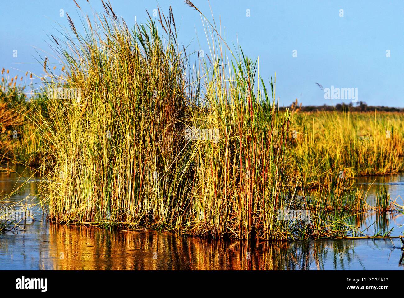 River trip on the Kwando River in the Caprivi region, Namibia Stock ...